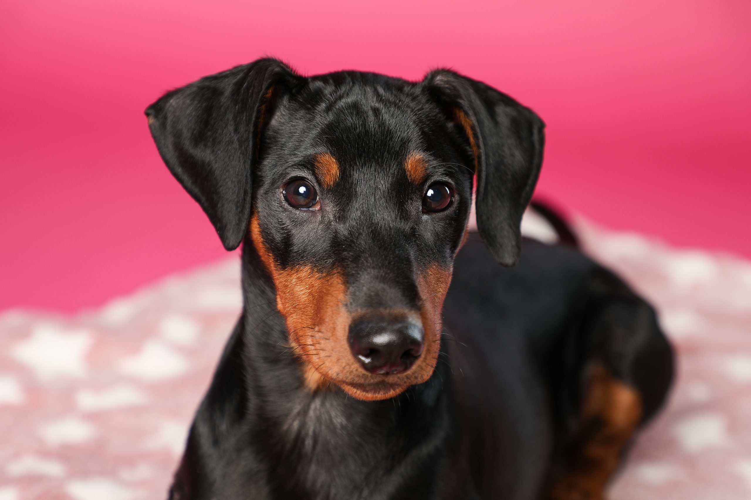 Bildergalerie - Deutsche Pinscher von der Linau